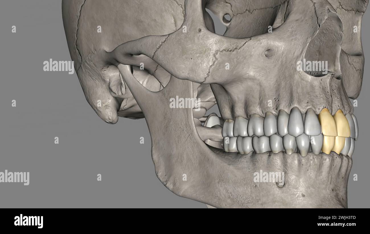 Central Incisor, Maxillary and Mandibular 3d illustration Stock Photo ...