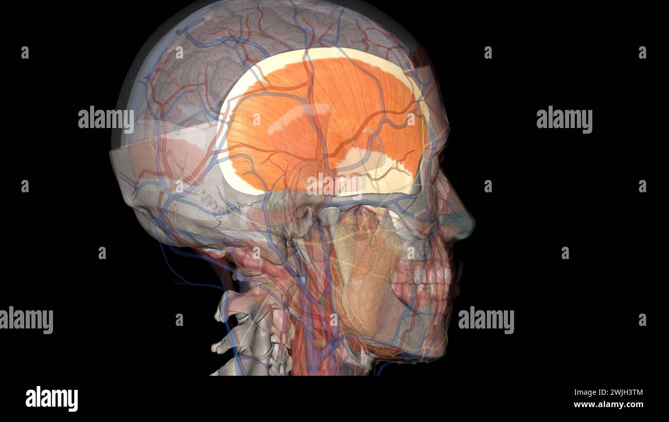 Temporalis muscle hi-res stock photography and images - Alamy