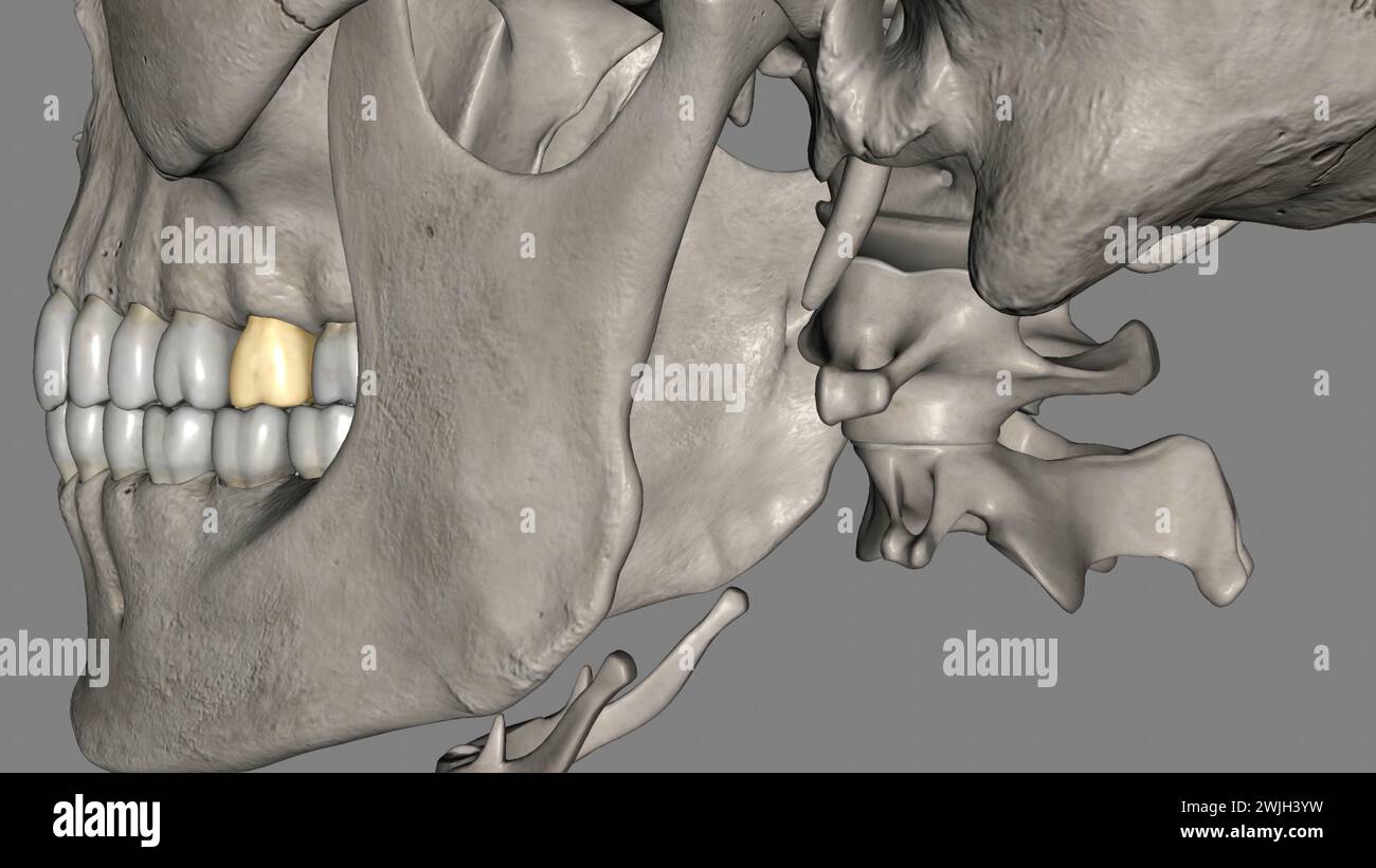 Maxillary second premolar hi-res stock photography and images - Alamy
