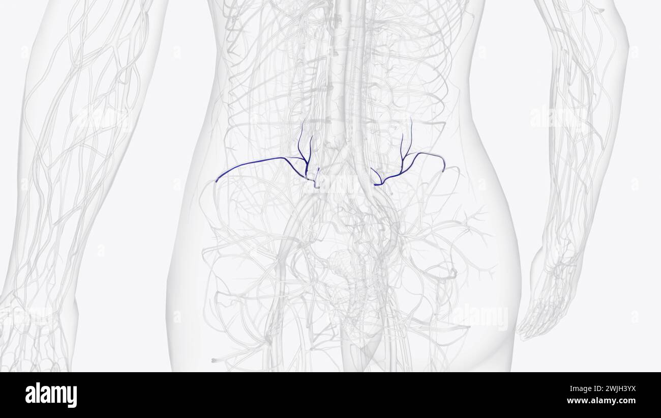 Branches of internal iliac vein 3d illustration Stock Photo - Alamy