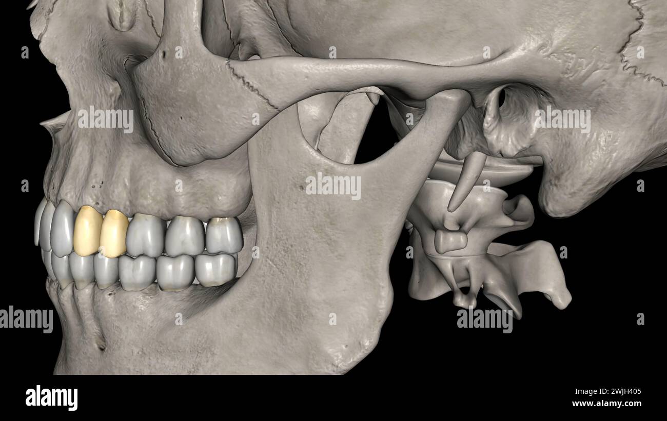 The maxillary premolars number four: two in the right maxilla and two ...