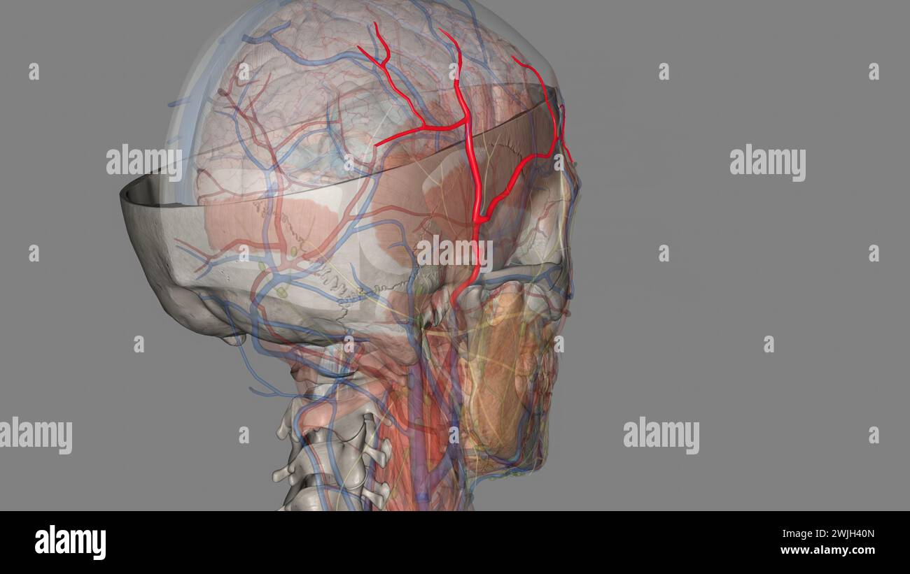 The Superficial Temporal Artery Is A Terminal Branch Of The External Carotid Artery 3d