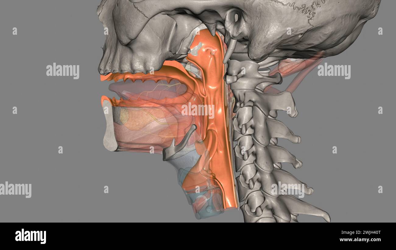 Oropharynx cancer hi-res stock photography and images - Alamy