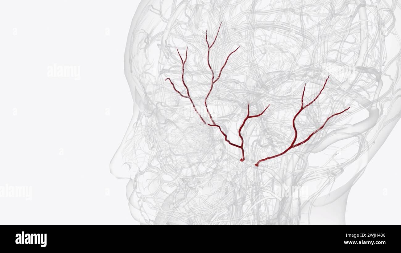 The deep temporal arteries are two arteries of the head 3d illustration ...
