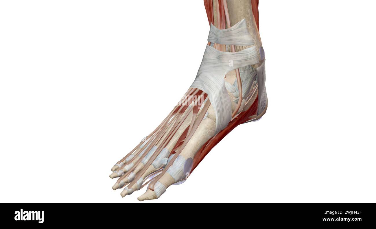 The ankle encompasses the ankle joint, an articulation between the ...