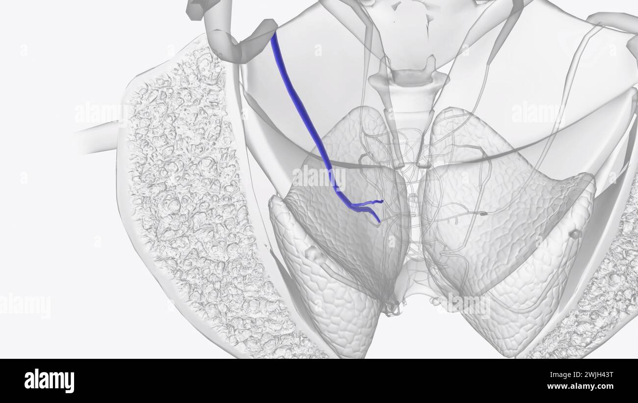 Right middle rectal vein 3d medical Stock Photo - Alamy