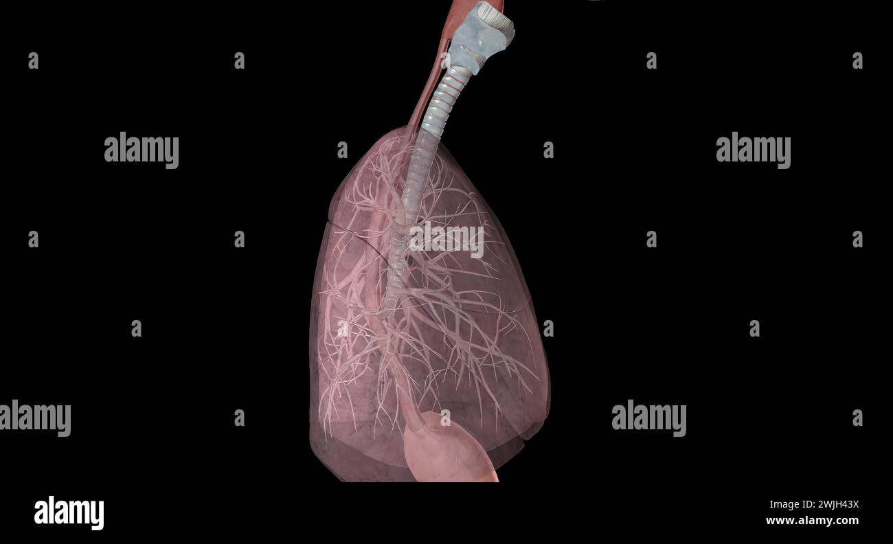 The major passages and structures of the upper respiratory tract ...