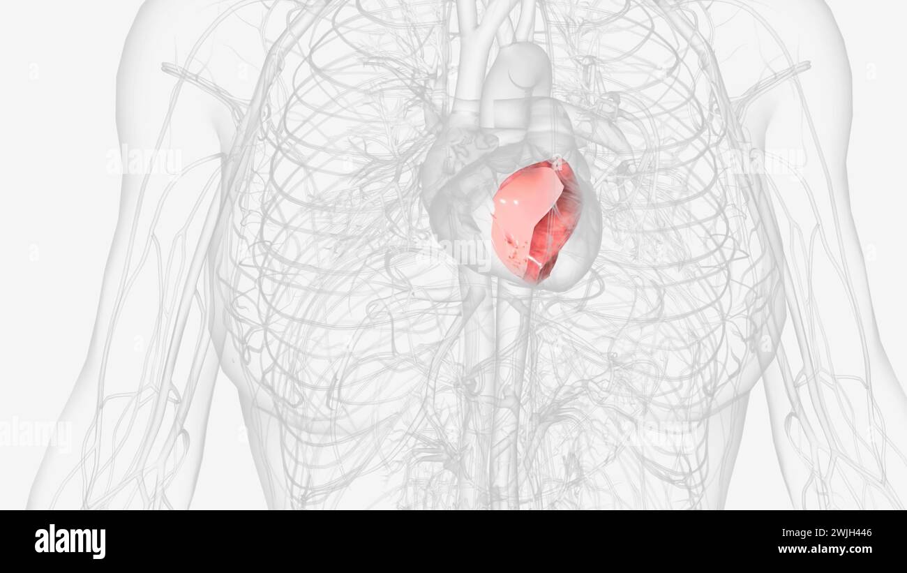 Interventricular Septum And Sulcus