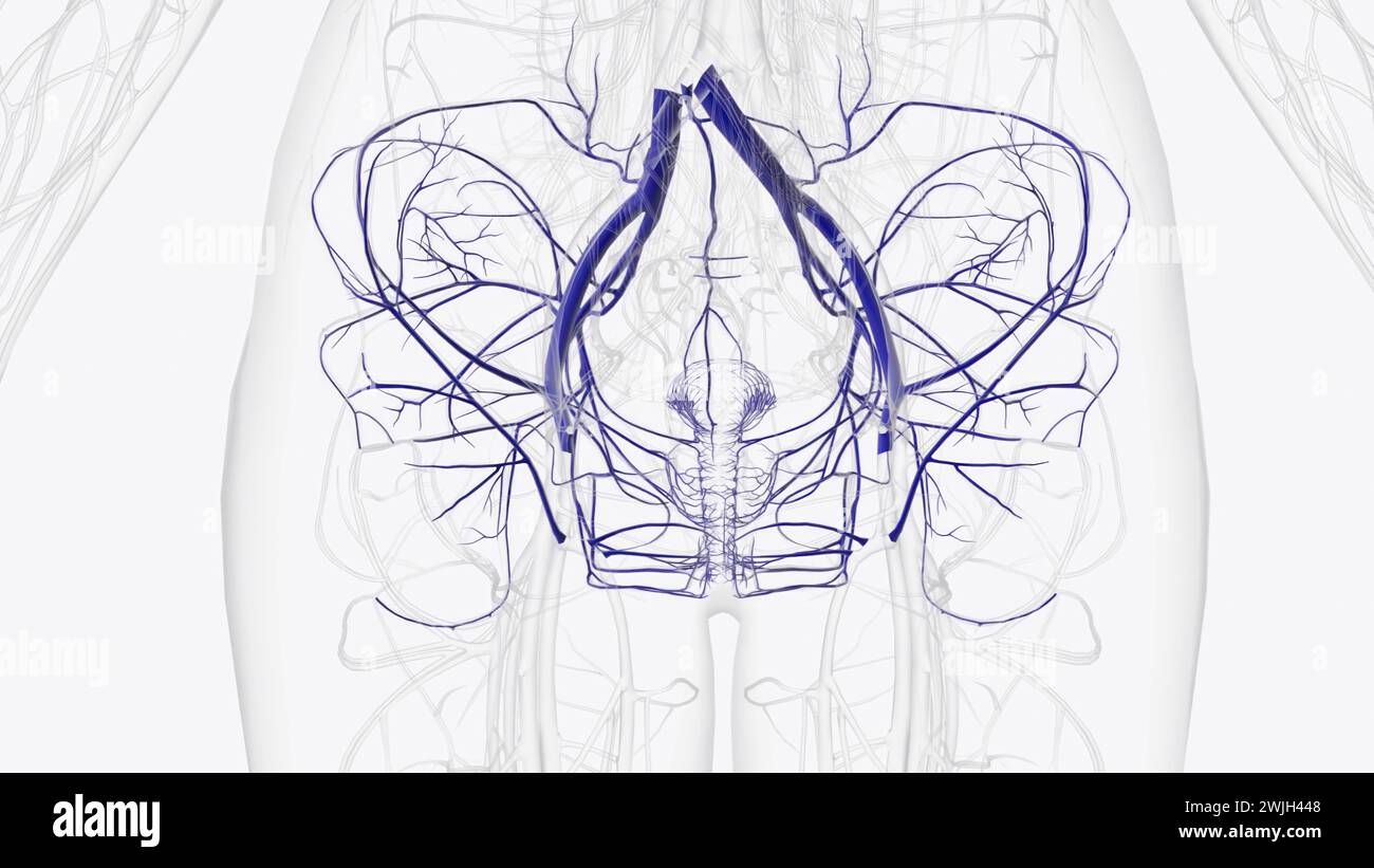 Iliac veins hi-res stock photography and images - Alamy