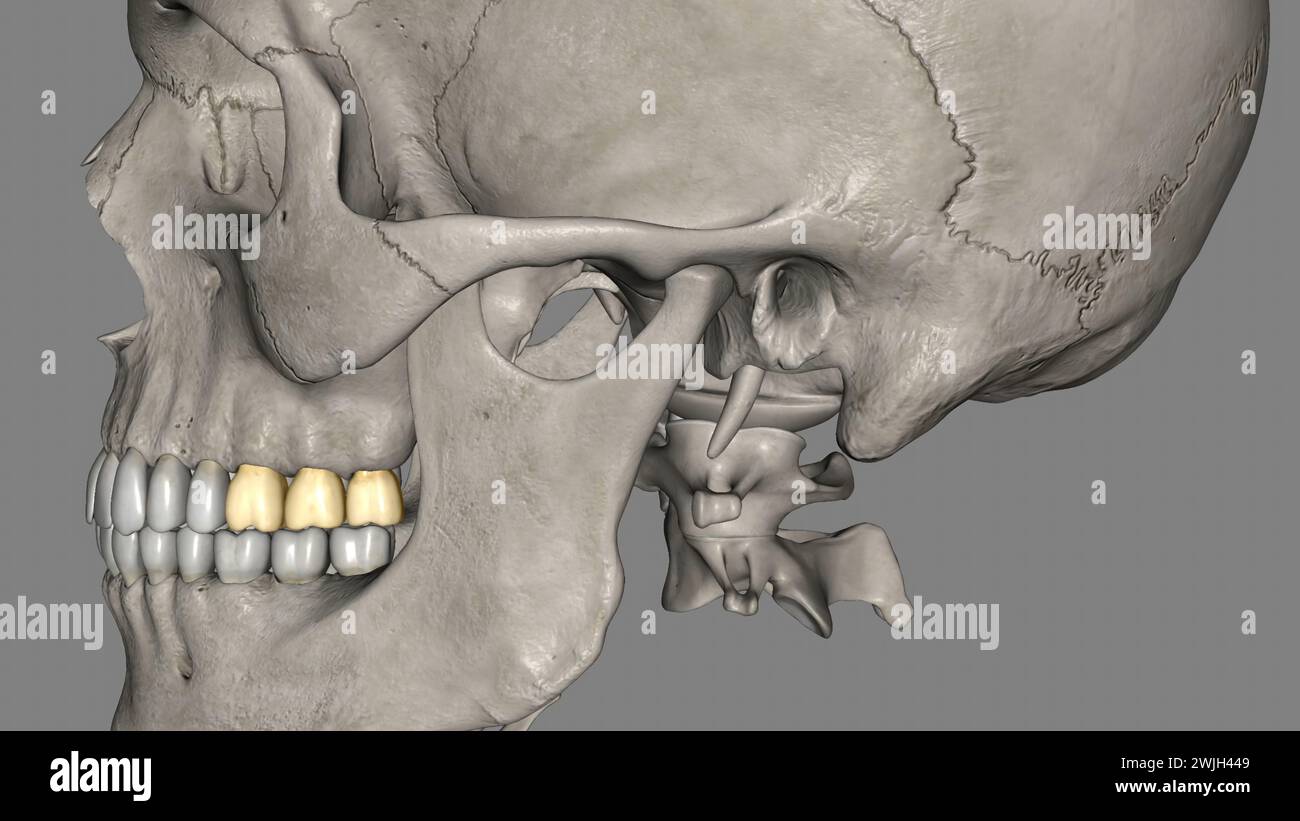 Palatal teeth hi-res stock photography and images - Alamy