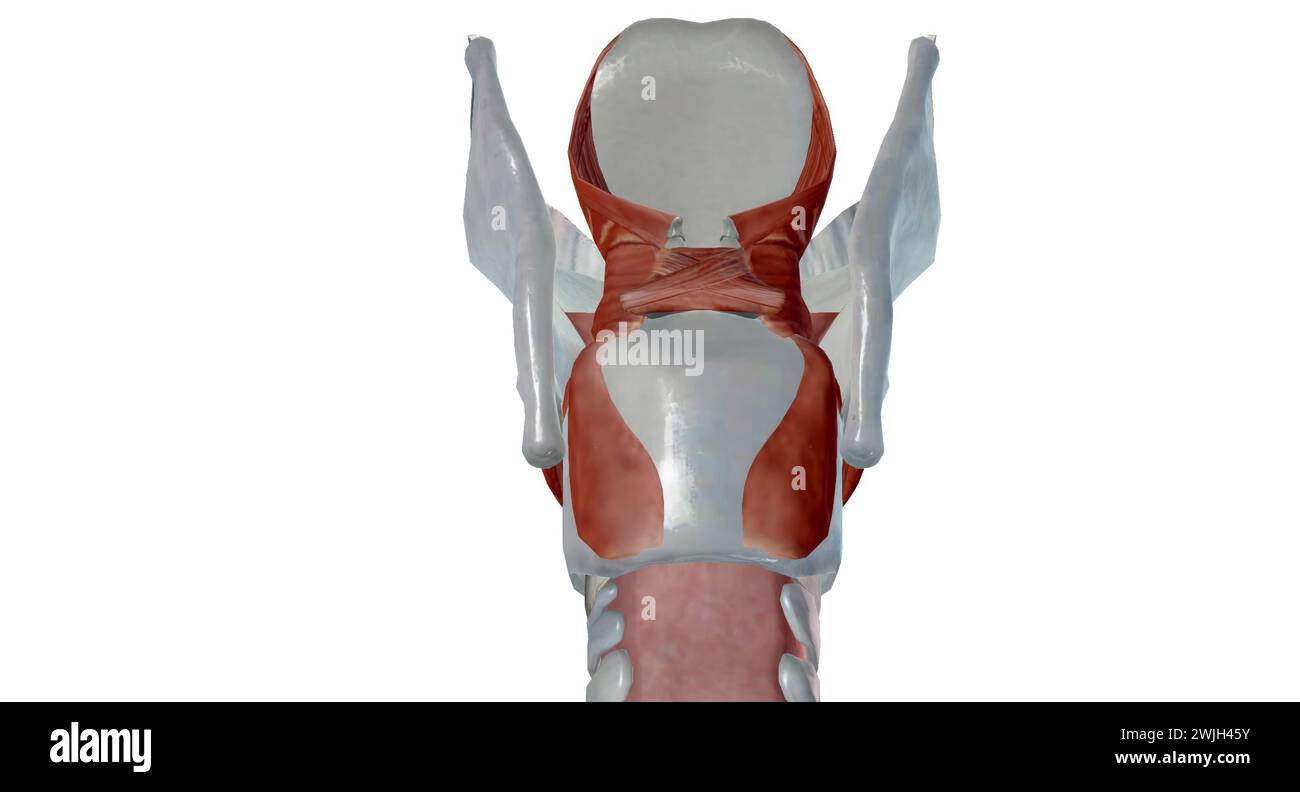 The muscles of the larynx are divided into two groups, Extrinsic ...