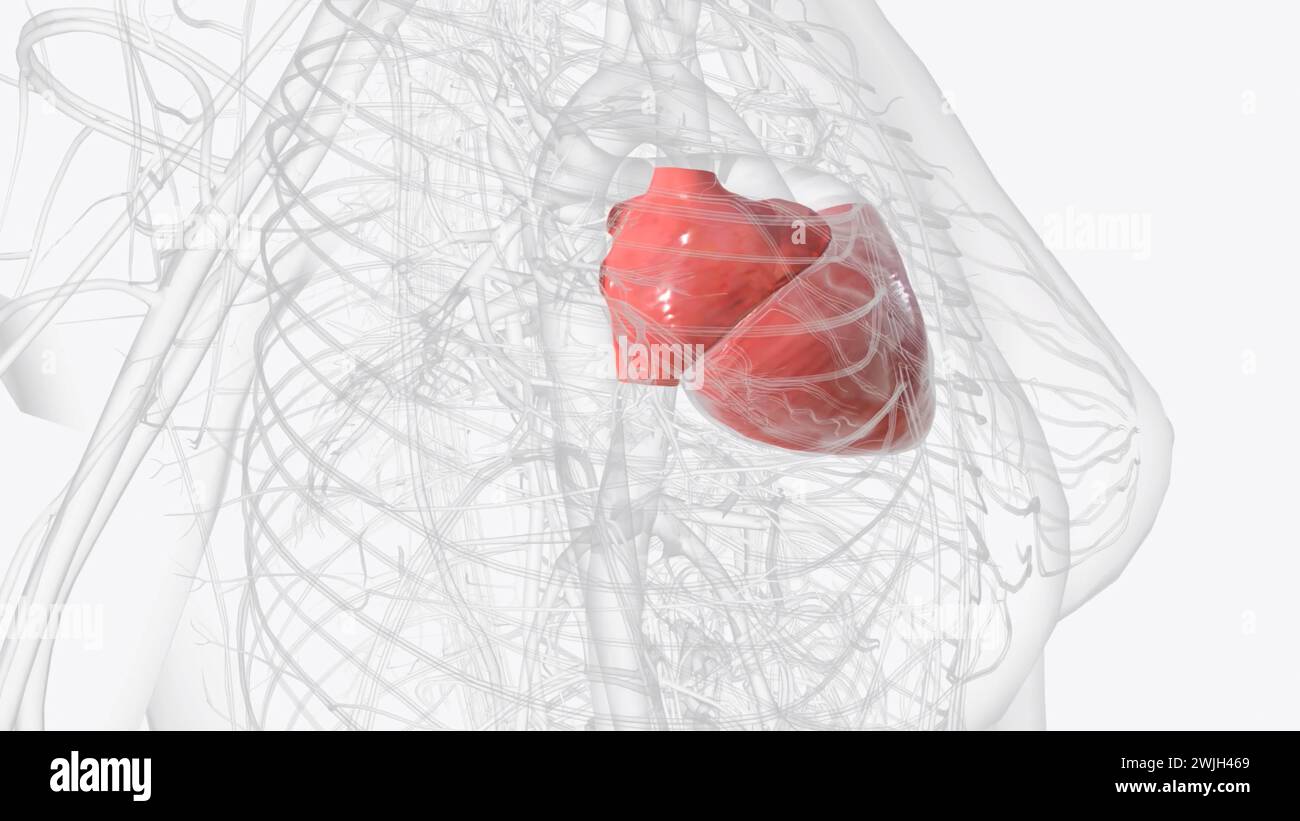Chambers Of The Heart 3d Illustration The Internal Cavity Of The Heart