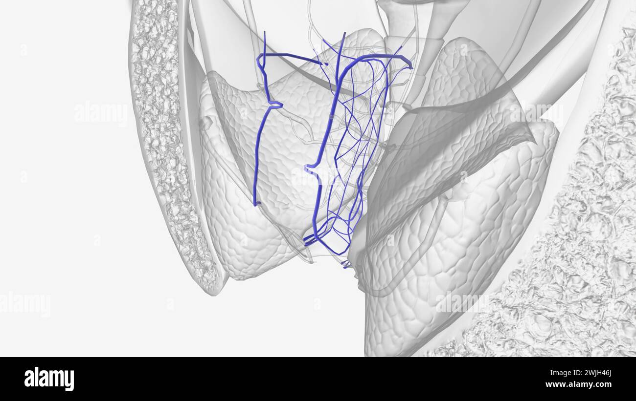 The Rectal Venous Plexus Or Hemorrhoidal Plexus Surrounds The Rectum