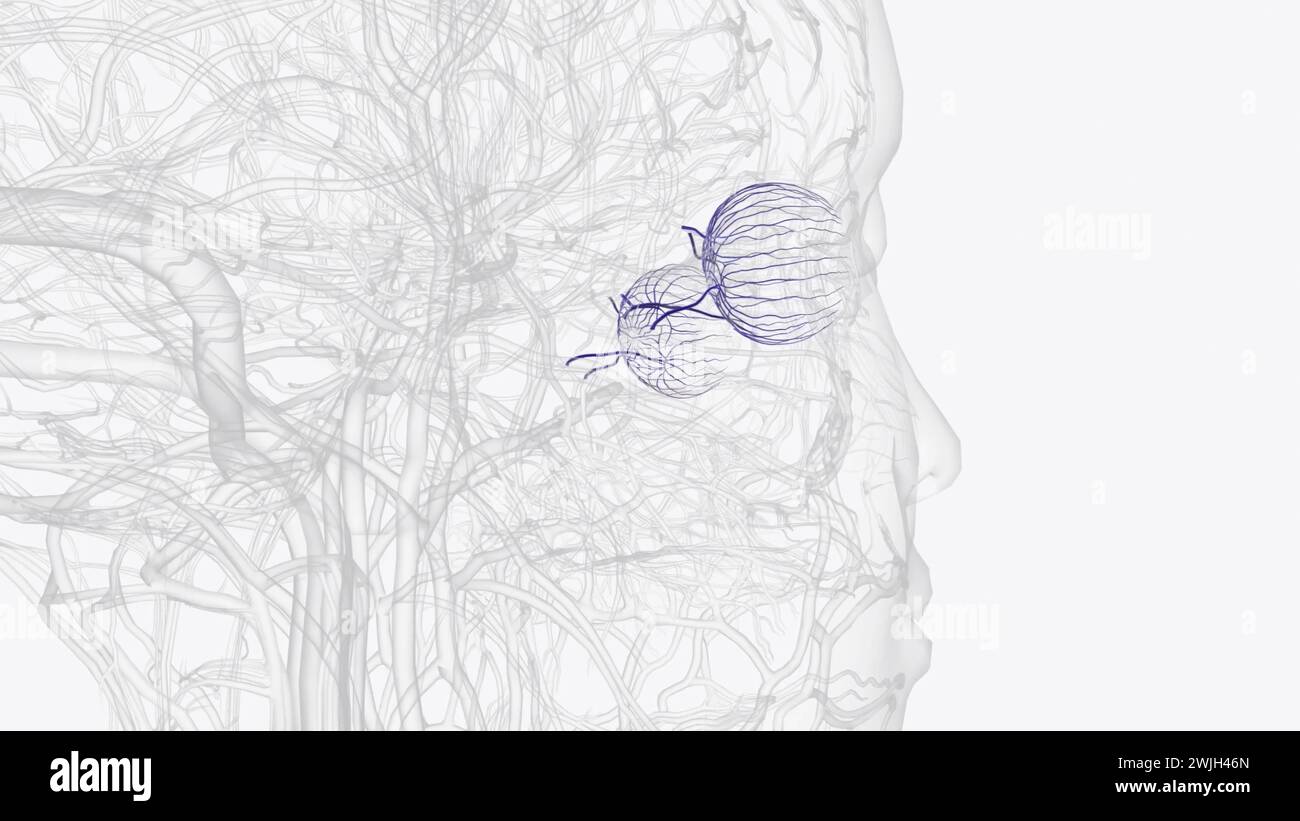 Vorticose vein hi-res stock photography and images - Alamy