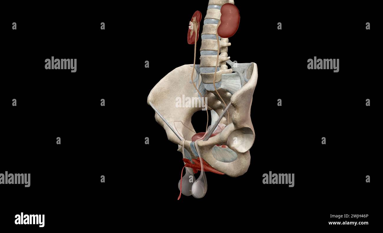The ureters are tubes made of smooth muscle that propel urine from the ...