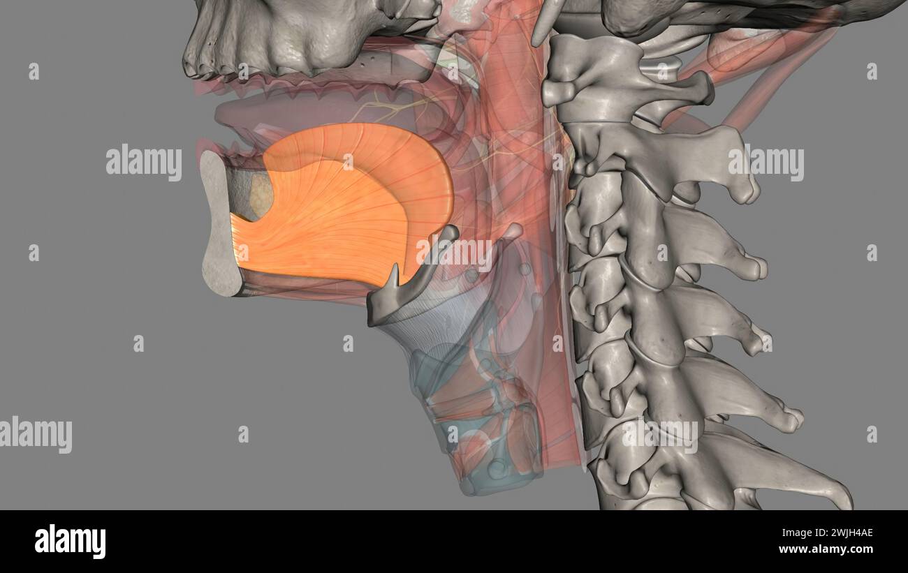 Genioglossus Muscle Genioglossus Muscle | Pacs