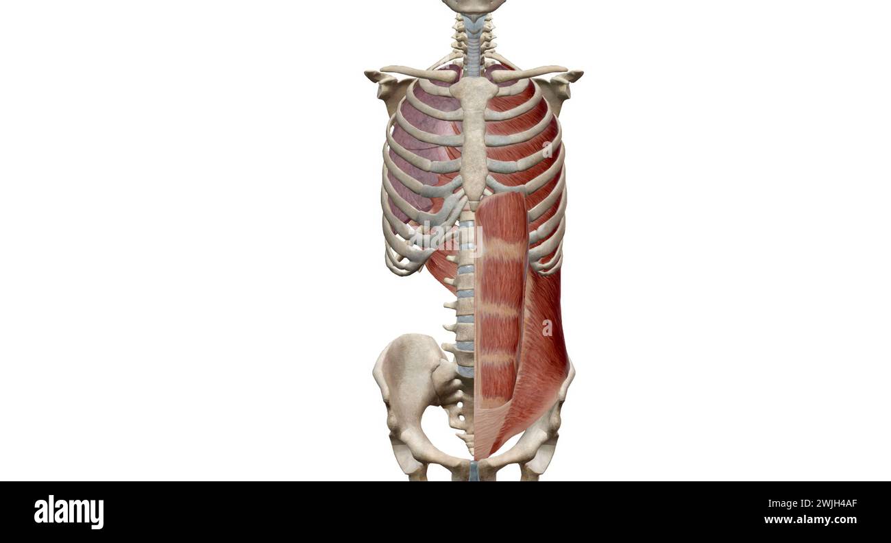 Pulmonary alveolar capillaries hi-res stock photography and images - Alamy