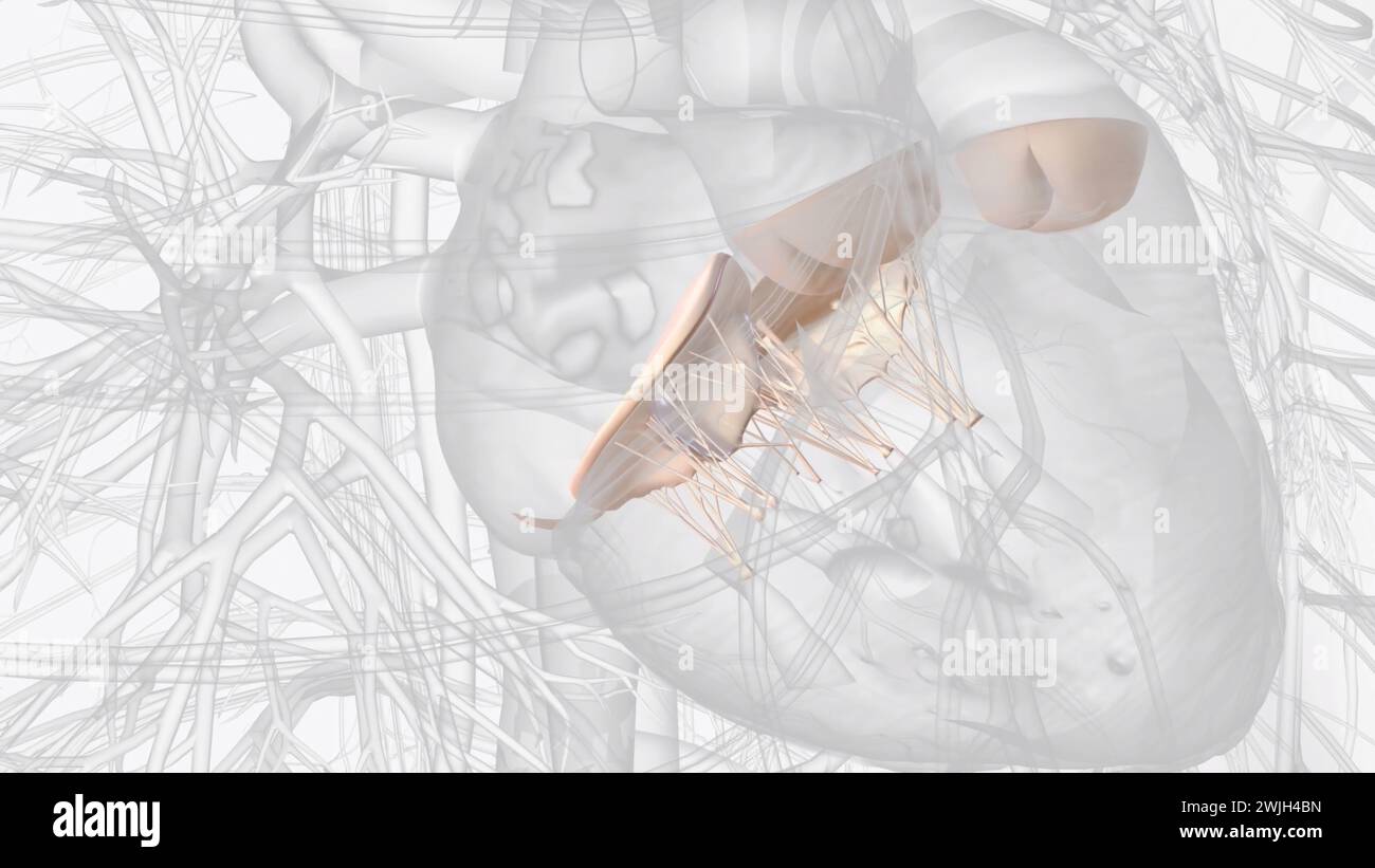 The human heart has four valves, aortic, mitral, pulmonary and ...