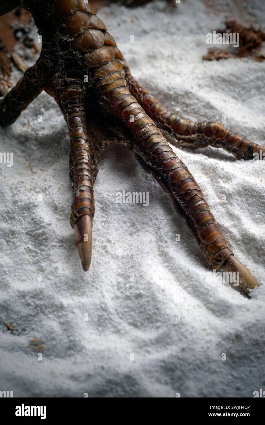 bird claw foot on powdery snow norfolk england Stock Photo - Alamy