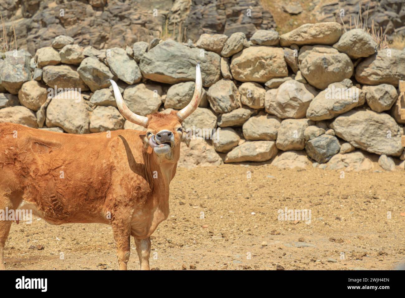 Longhorn beef cattle played significant role in American West ...