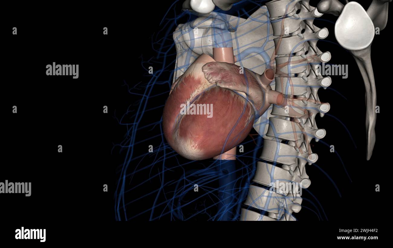 Muscle animation hi-res stock photography and images - Alamy