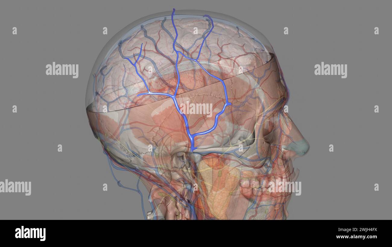 The superficial temporal vein courses down from the midparietal region ...