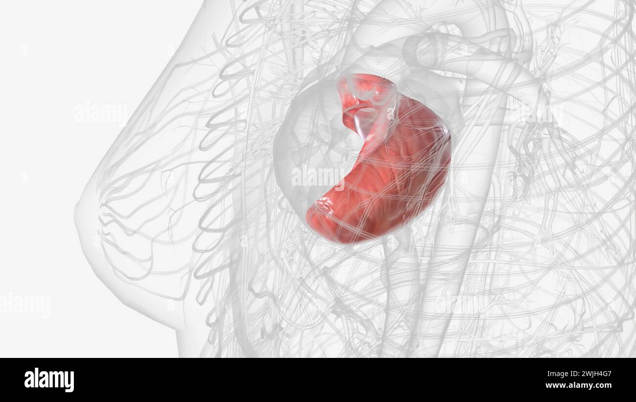 Cardiac papillary muscle hi-res stock photography and images - Alamy