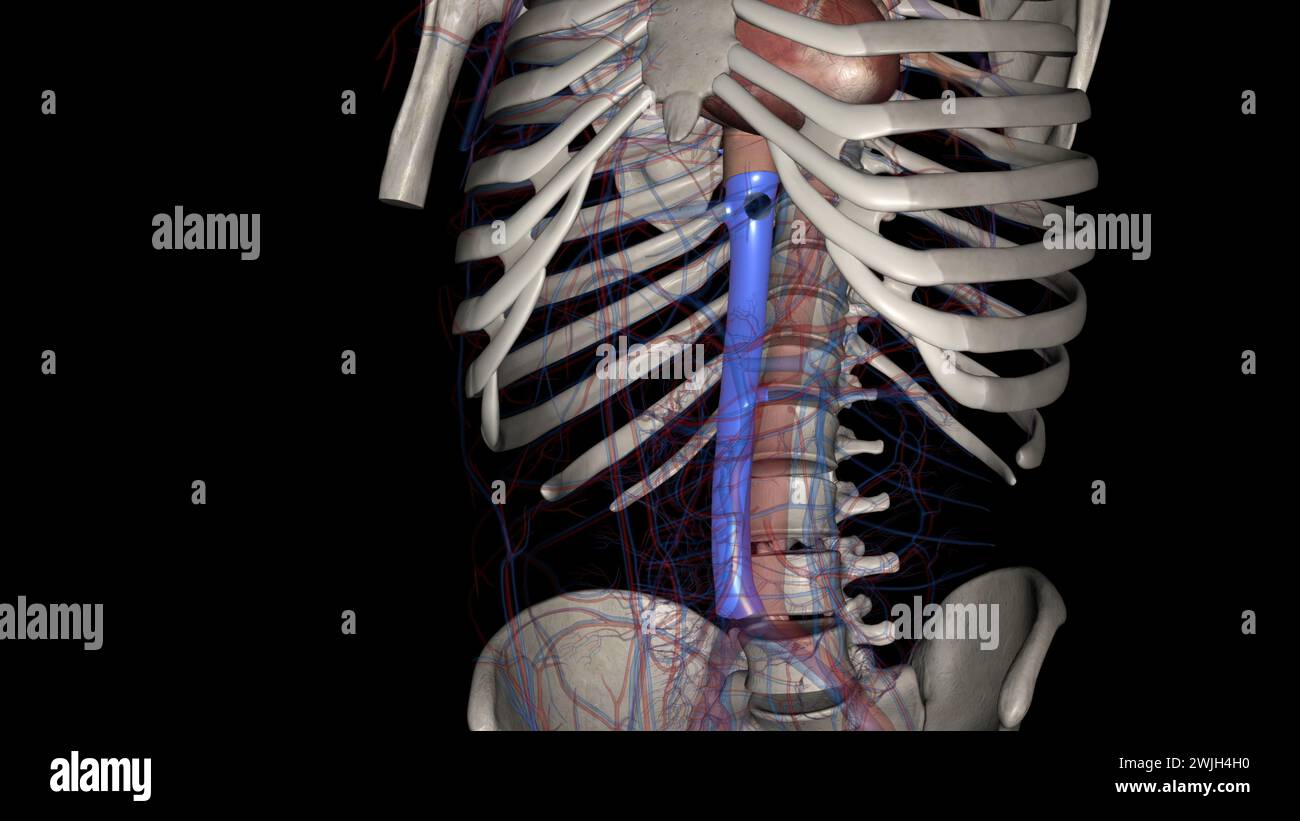 Lower body blood vessels hi-res stock photography and images - Alamy