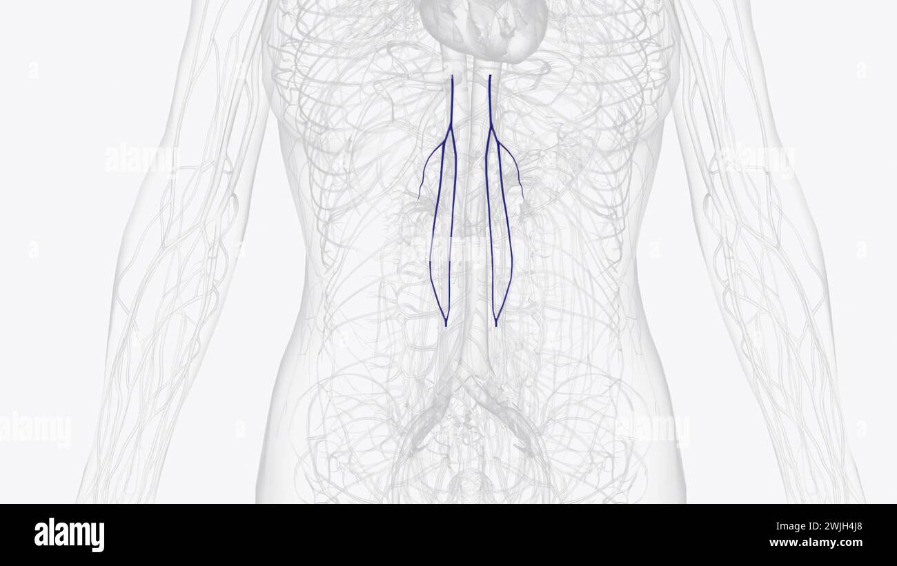 The superficial epigastric vein drains into the great saphenous vein at ...