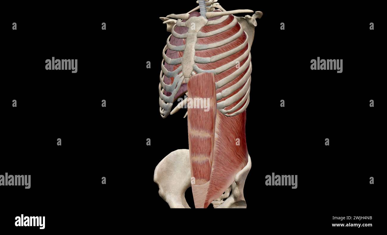 Rib muscles hi-res stock photography and images - Alamy