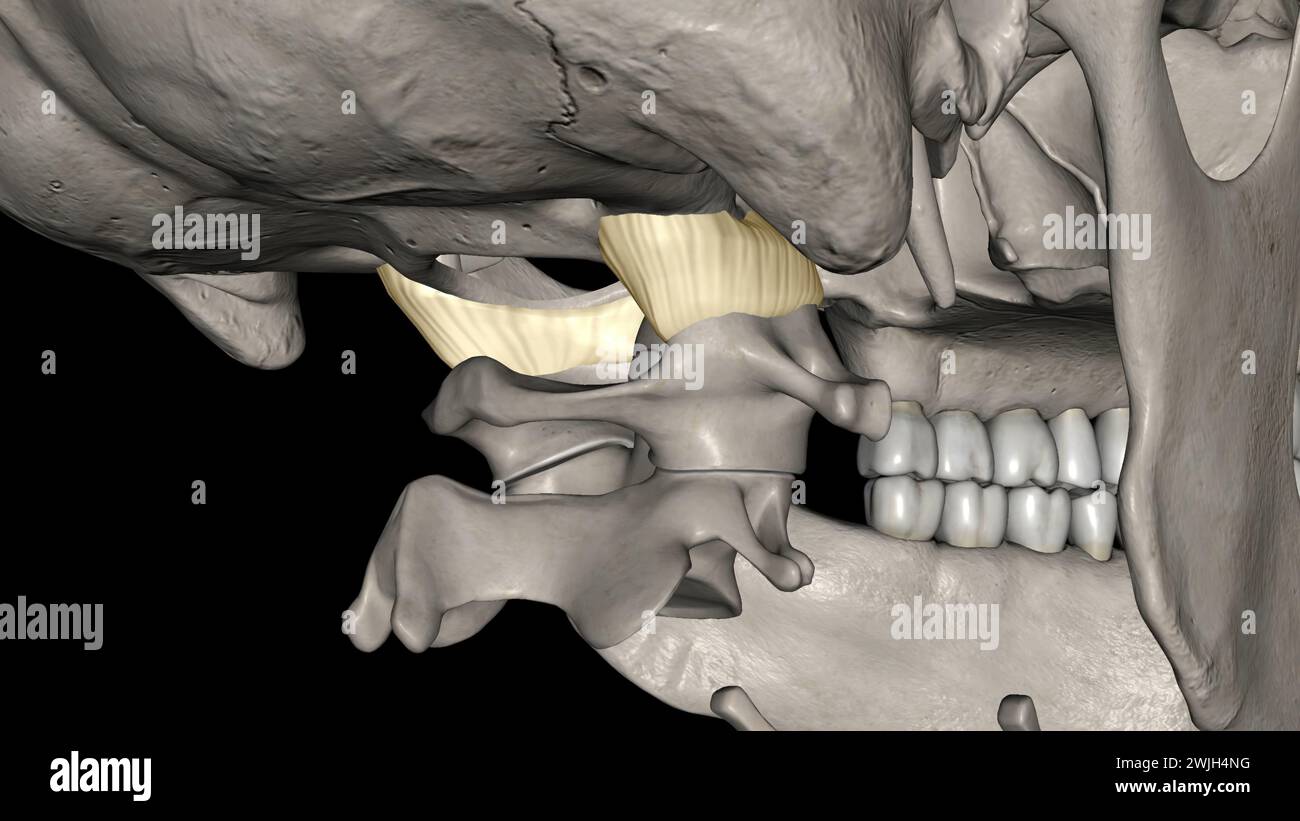 Atlanto occipital joint hi-res stock photography and images - Alamy