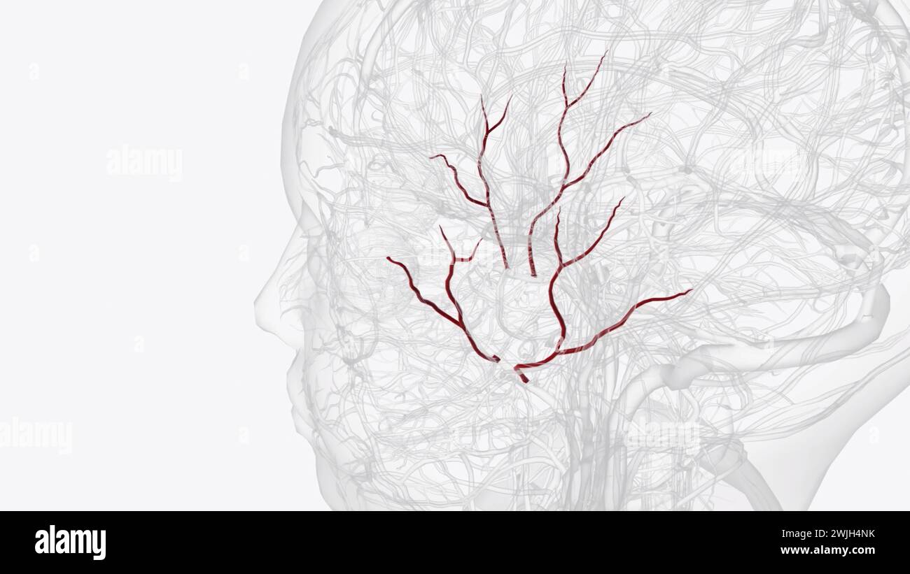 The deep temporal arteries are two arteries of the head 3d illustration ...