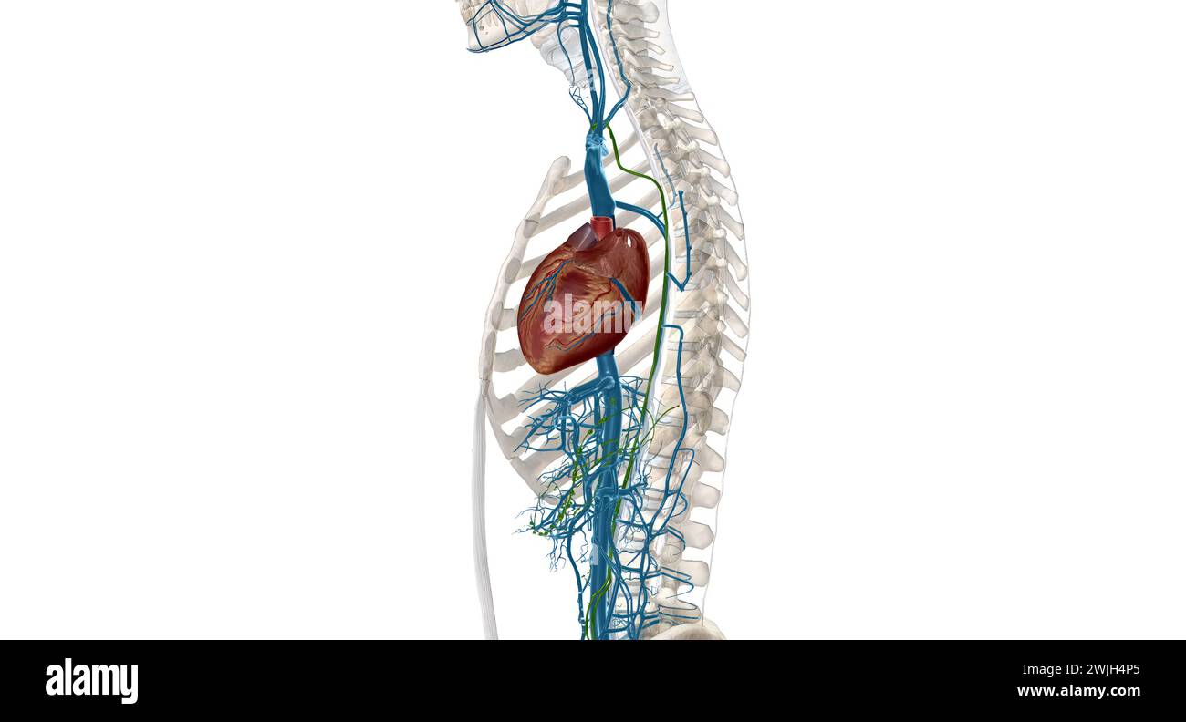 Lymphatic interstitial fluid hi-res stock photography and images - Alamy