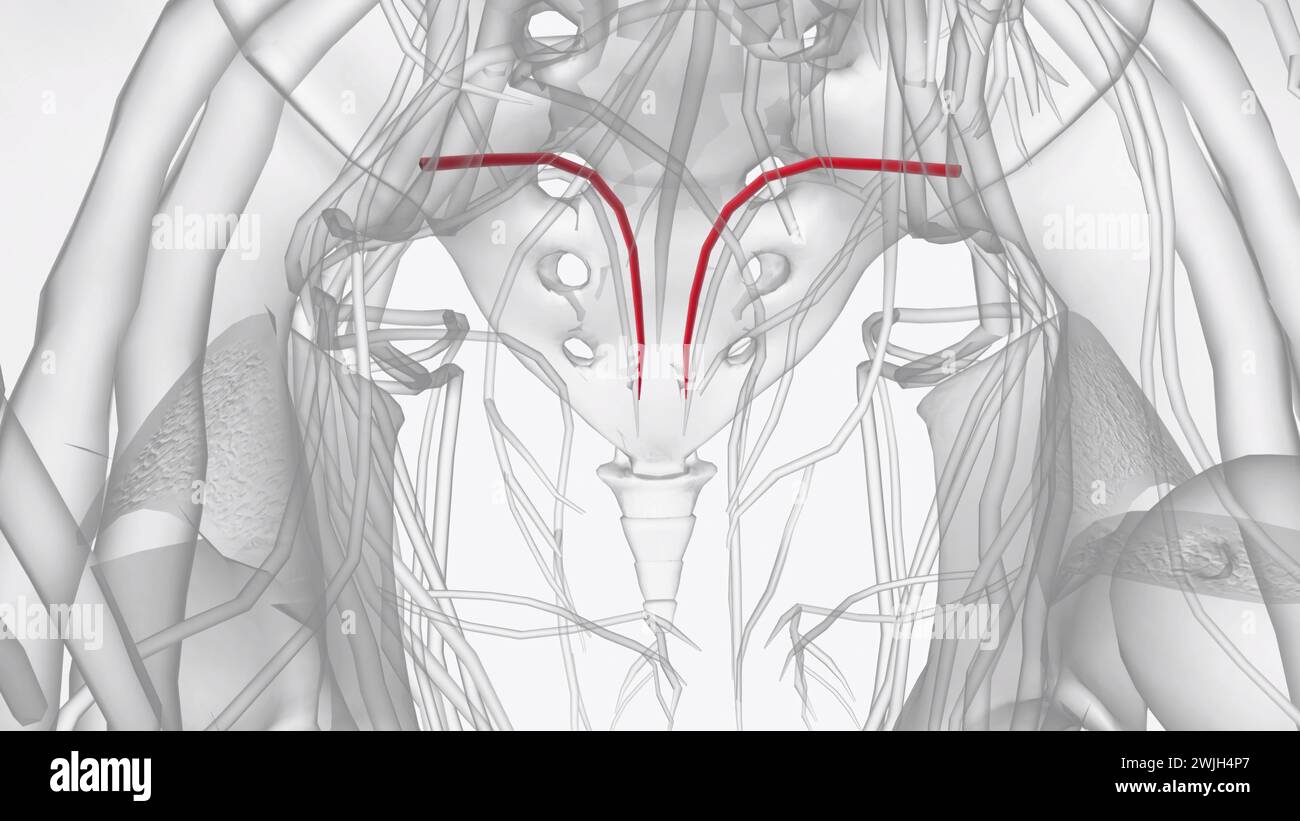 Median vein hi-res stock photography and images - Alamy