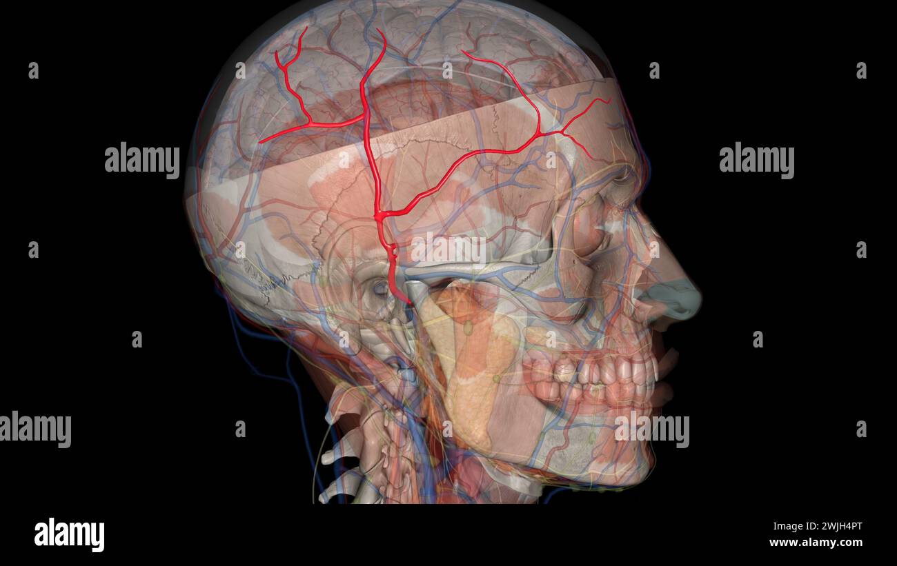 The superficial temporal artery is a terminal branch of the external ...