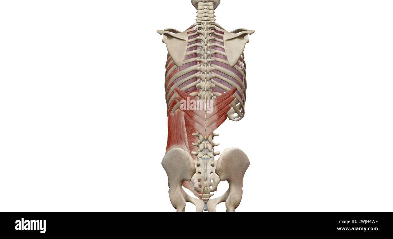 The lungs are a pair of spongy, air-filled organs located on either ...