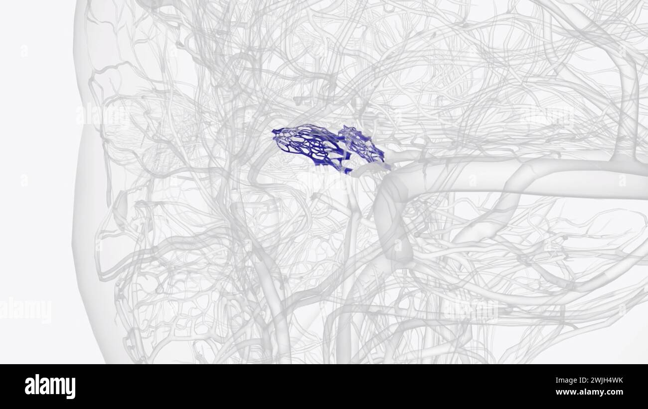 The cavernous sinus is one of the dural venous sinuses of the head 3d ...
