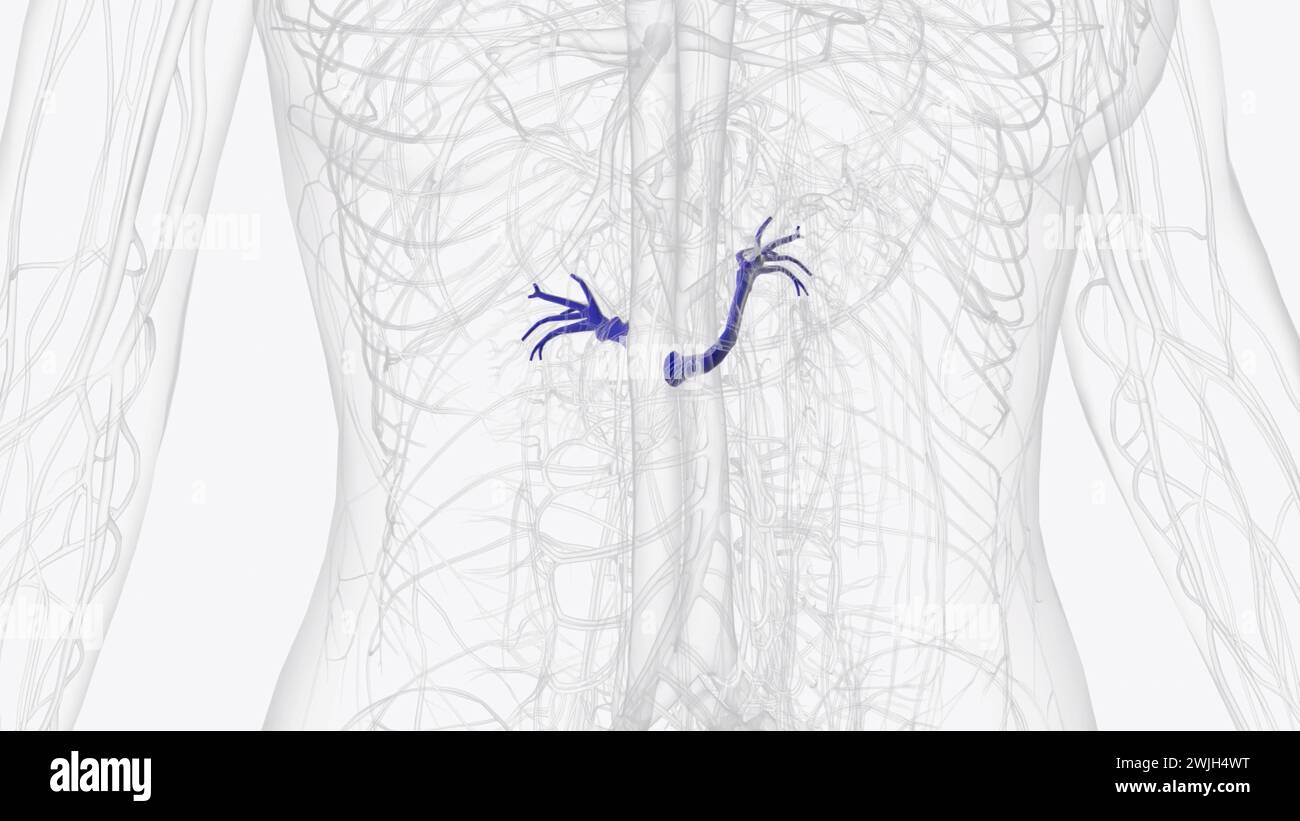 The renal vein is an asymmetrically paired vessel that carries the ...