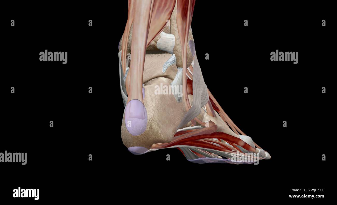 The ankle encompasses the ankle joint, an articulation between the ...