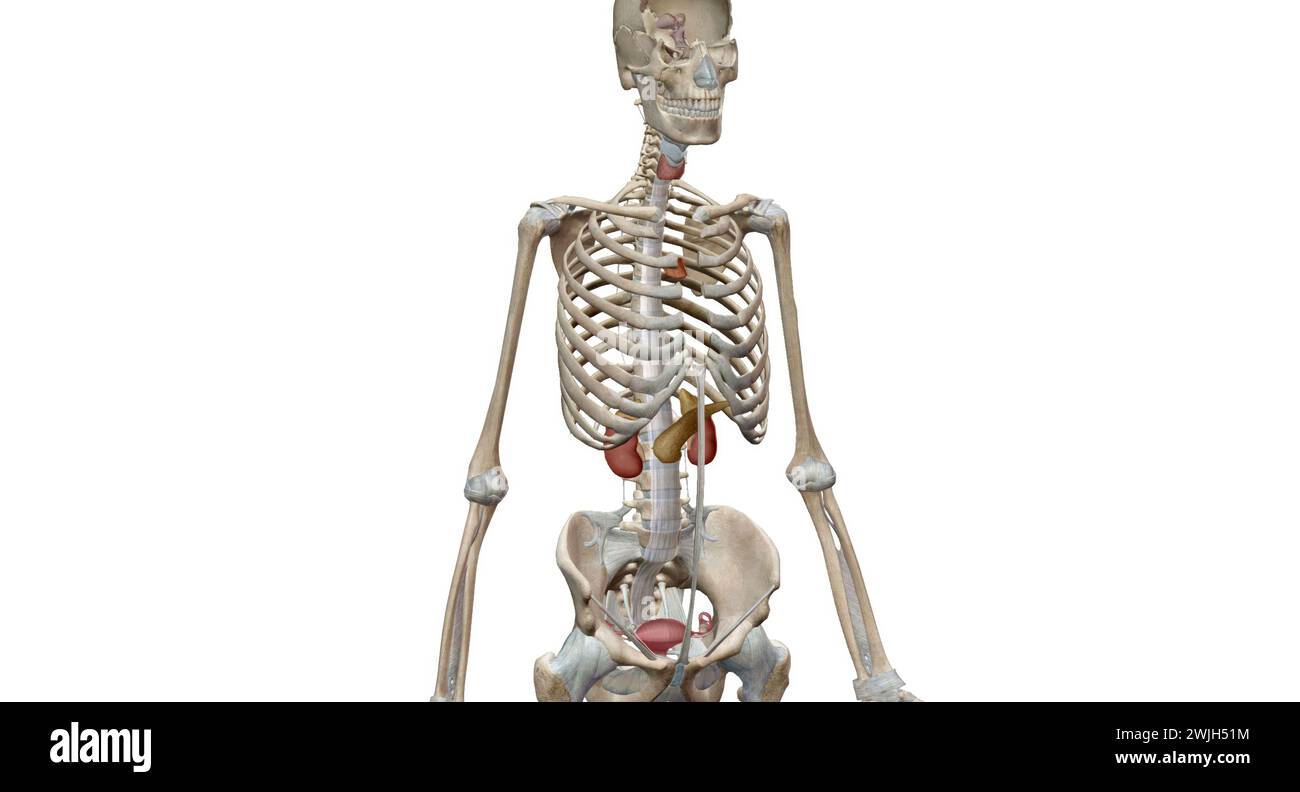 Endocrine system glands 3d hi-res stock photography and images - Alamy