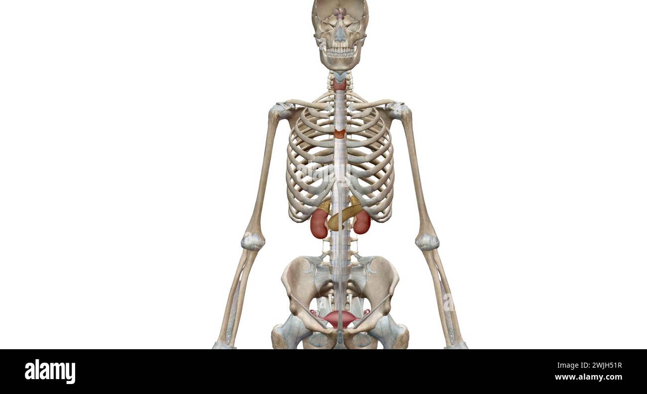 Endocrine system glands 3d hi-res stock photography and images - Alamy