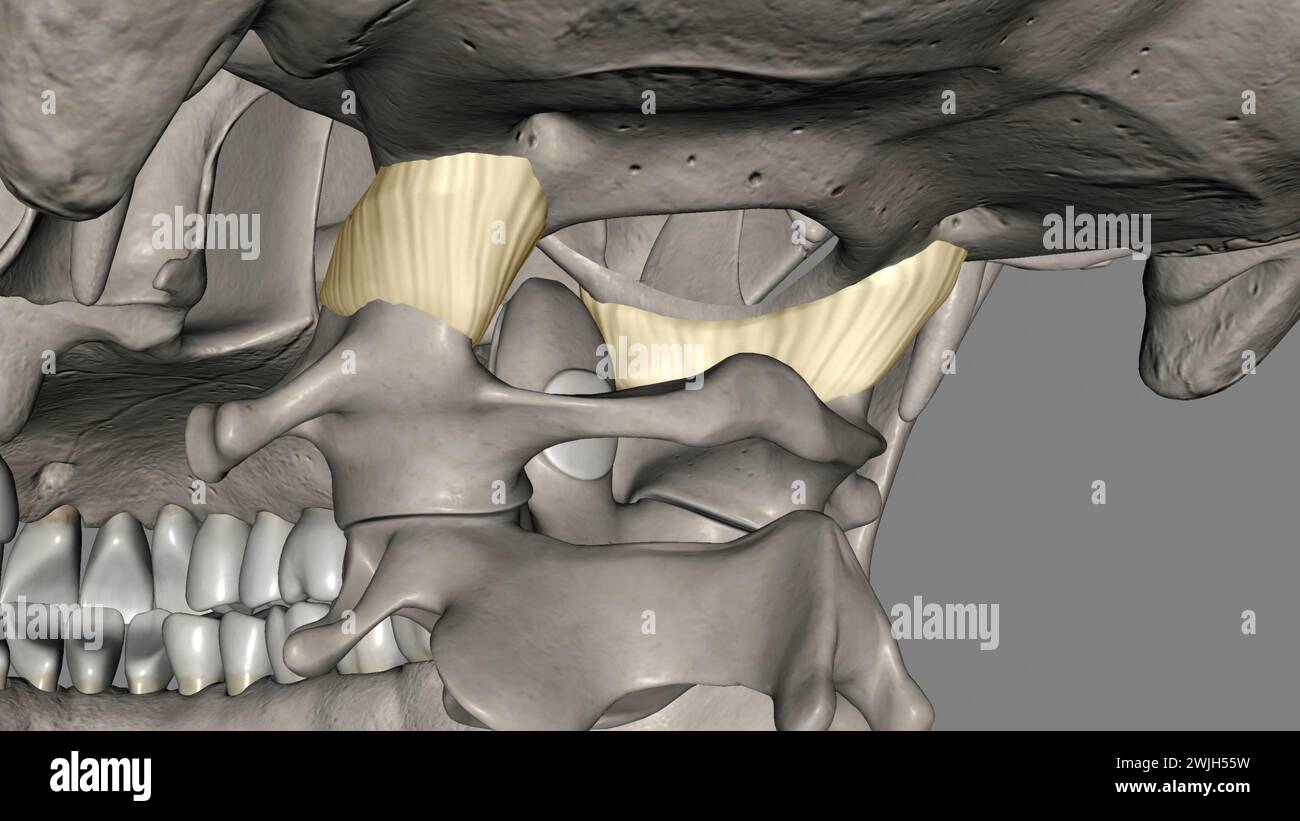 Atlanto occipital joint hi-res stock photography and images - Alamy