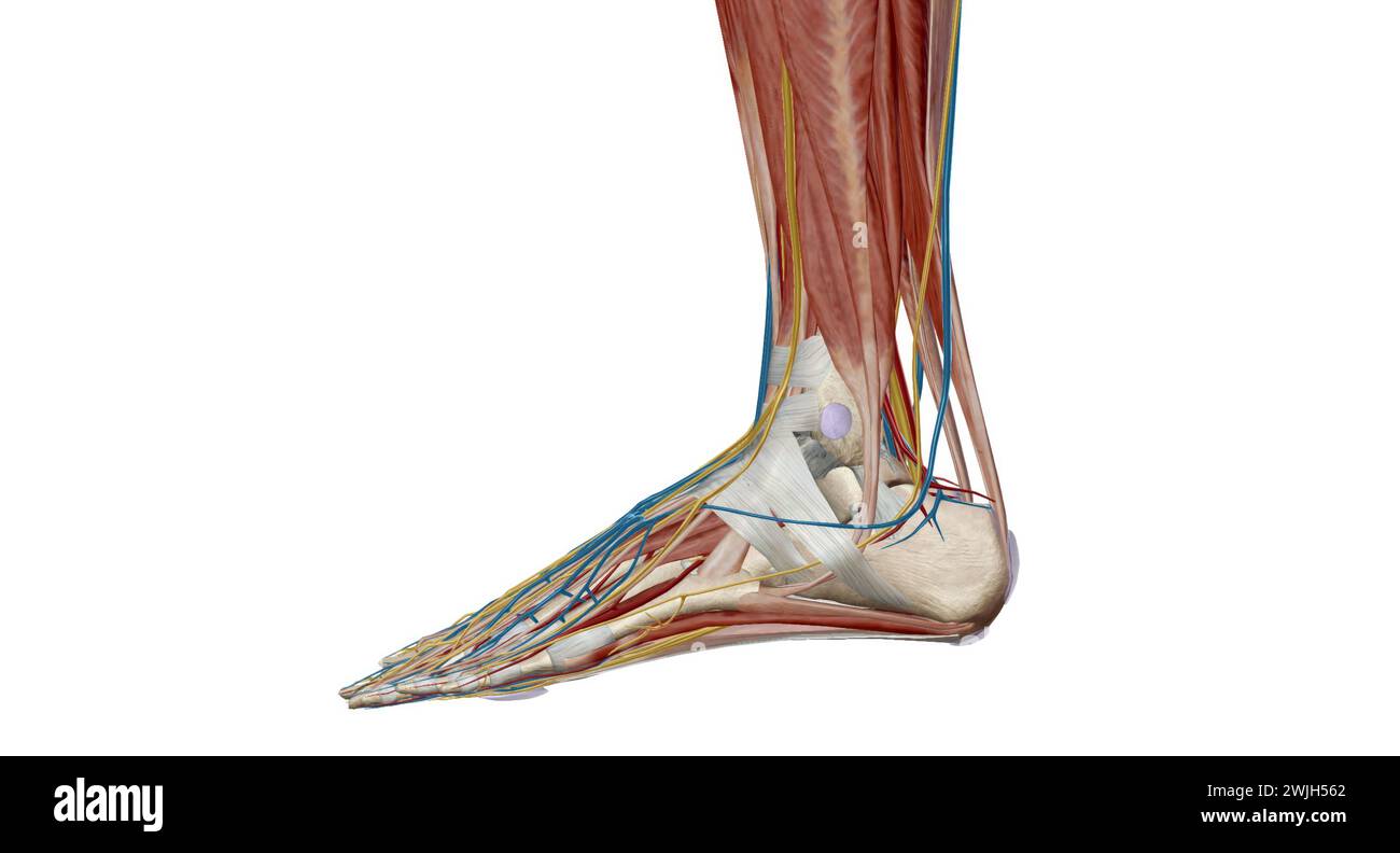 Tarsal joints Cut Out Stock Images & Pictures - Alamy