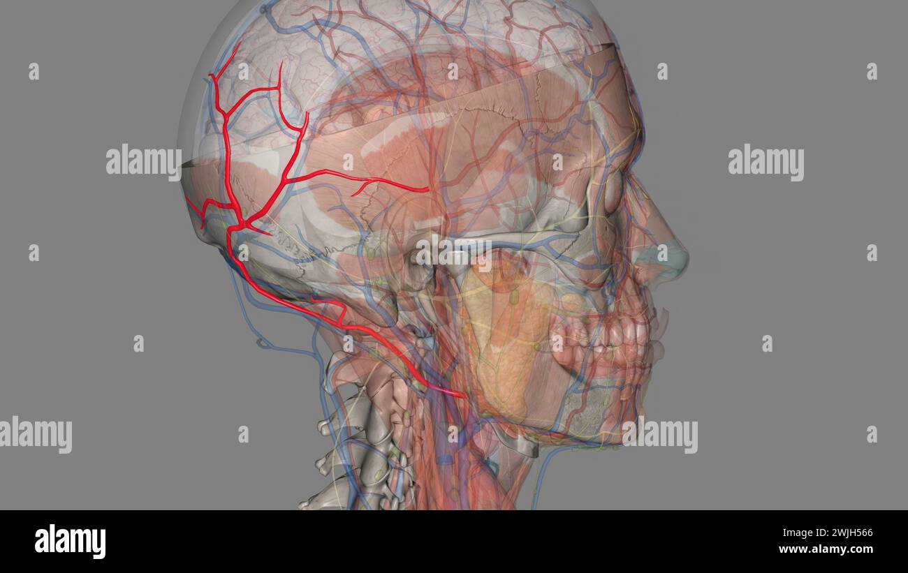 This small vein passes through the condylar canal, an opening in the ...