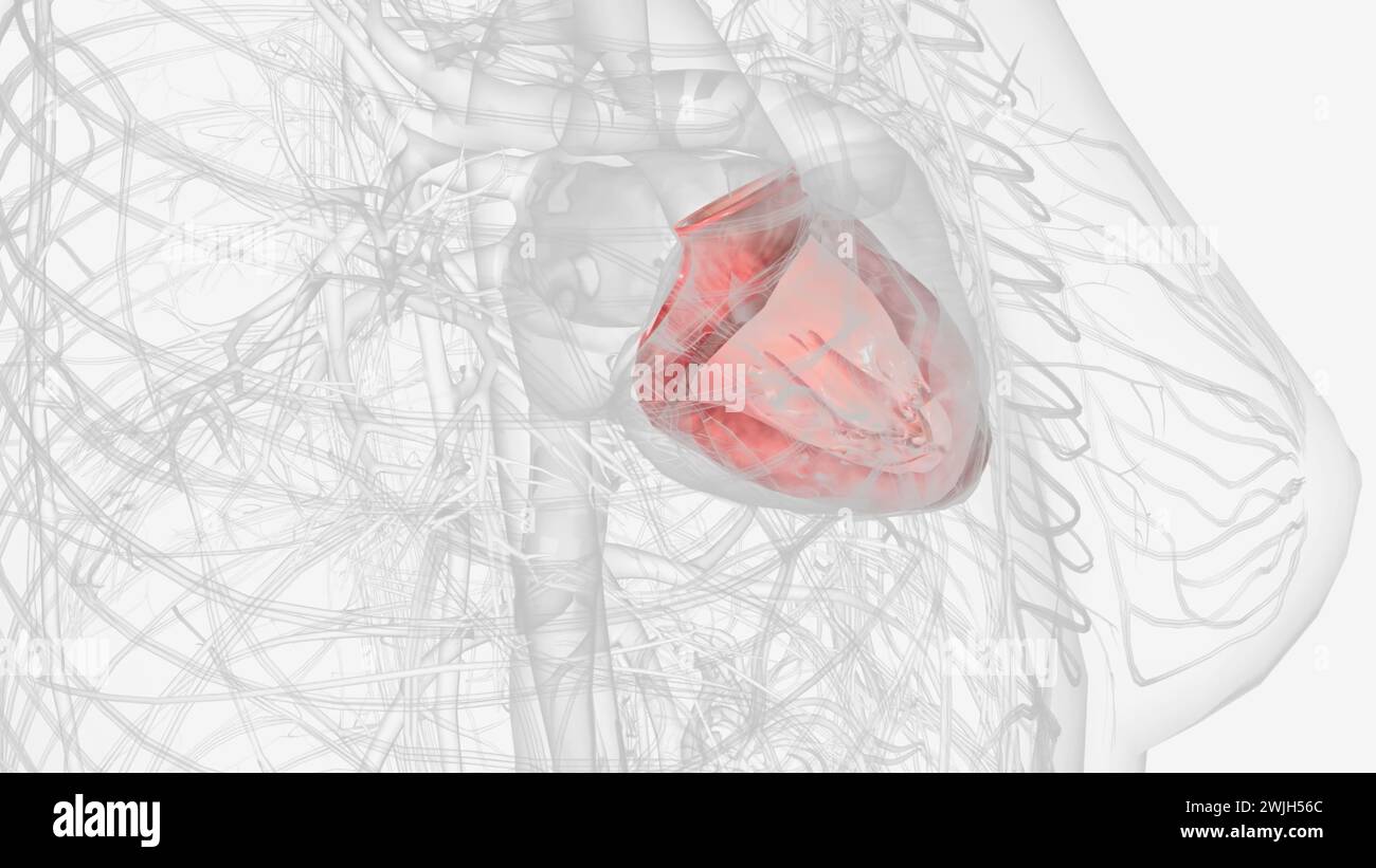 Cardiac papillary muscle hi-res stock photography and images - Alamy