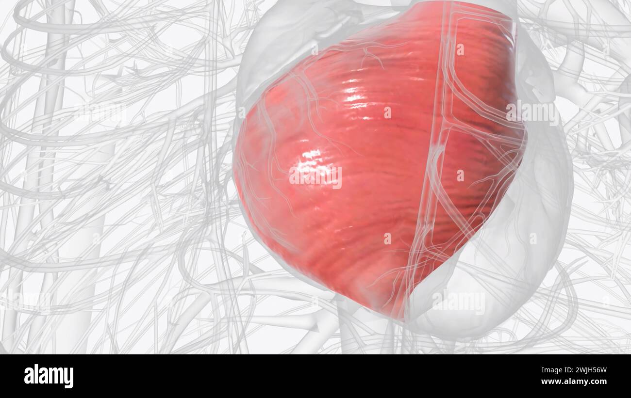 Cardiac papillary muscle hi-res stock photography and images - Alamy