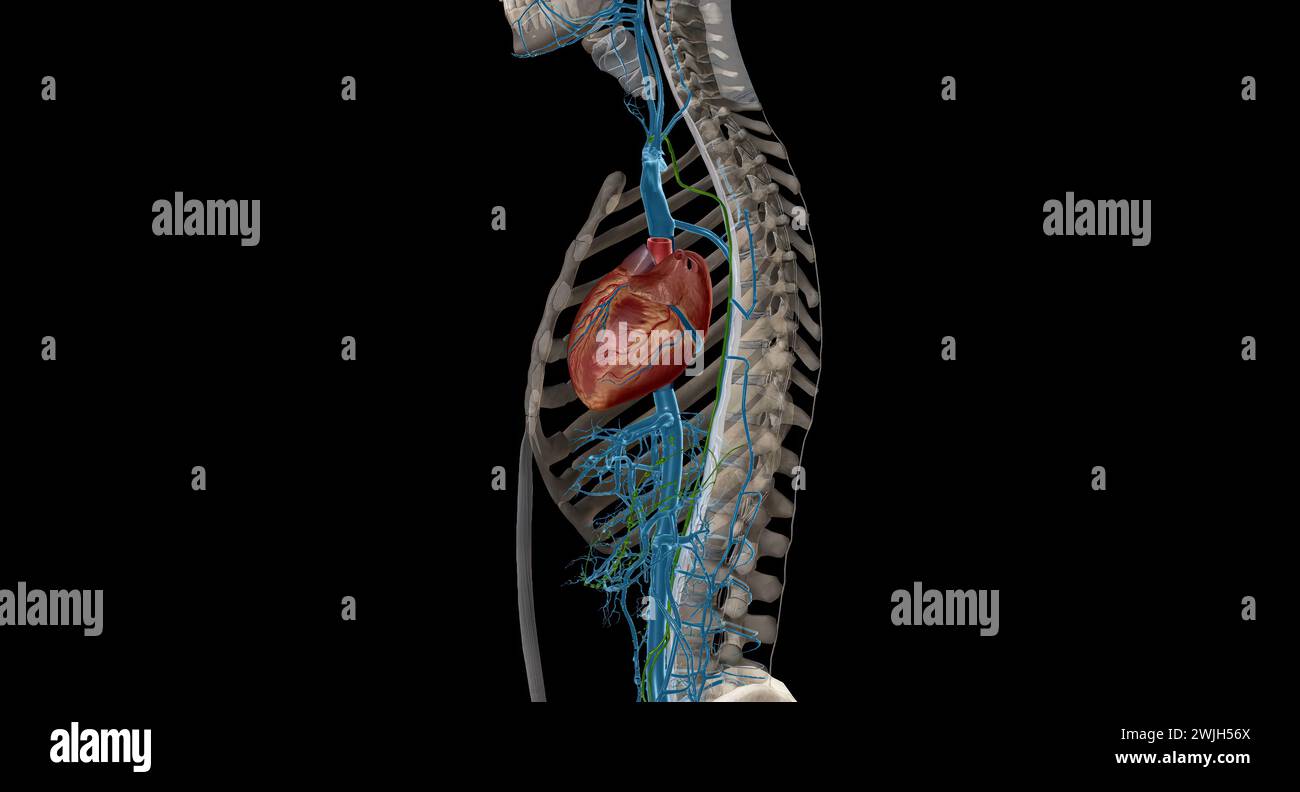 Lymphatic interstitial fluid hi-res stock photography and images - Alamy