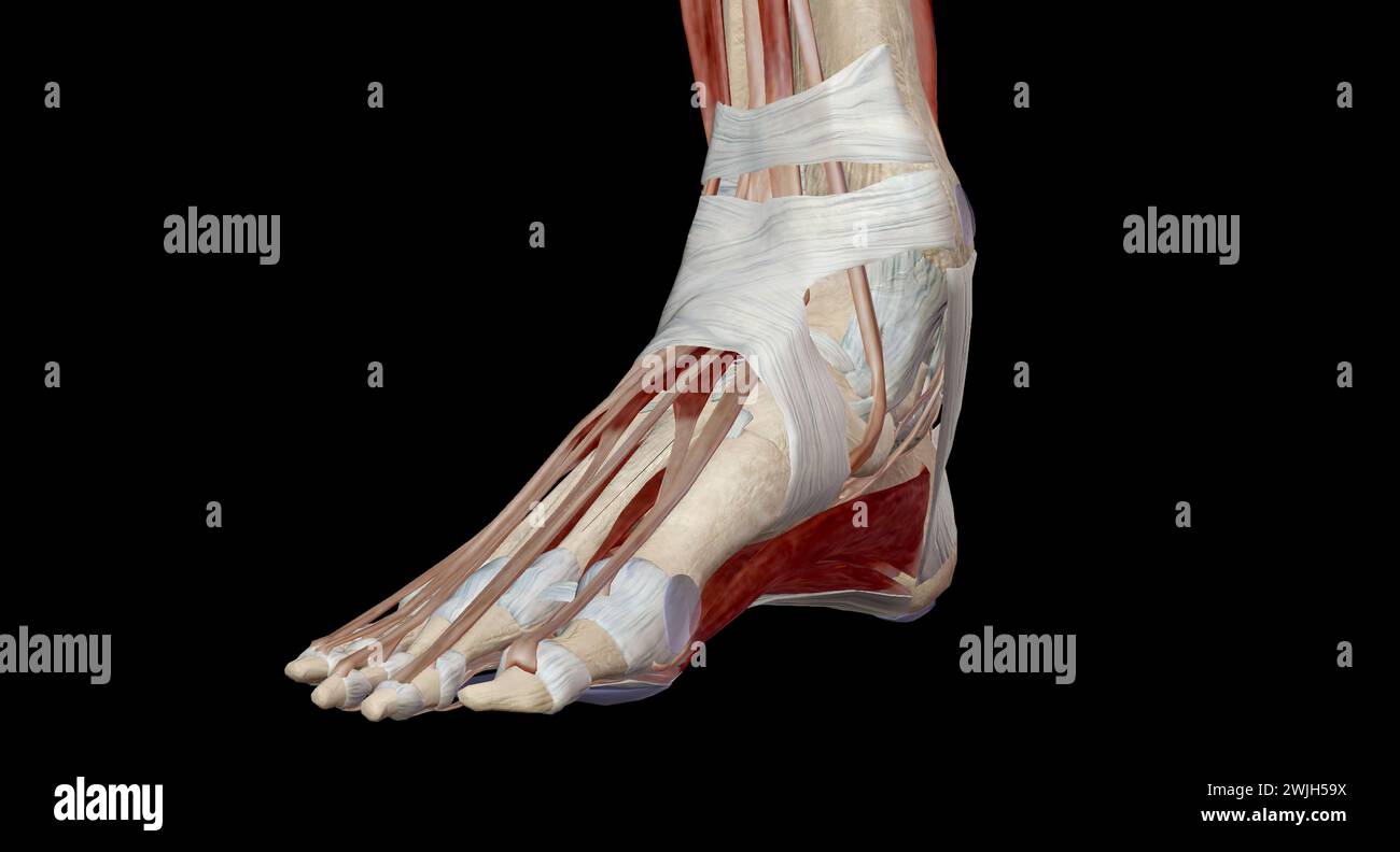 The ankle encompasses the ankle joint, an articulation between the ...