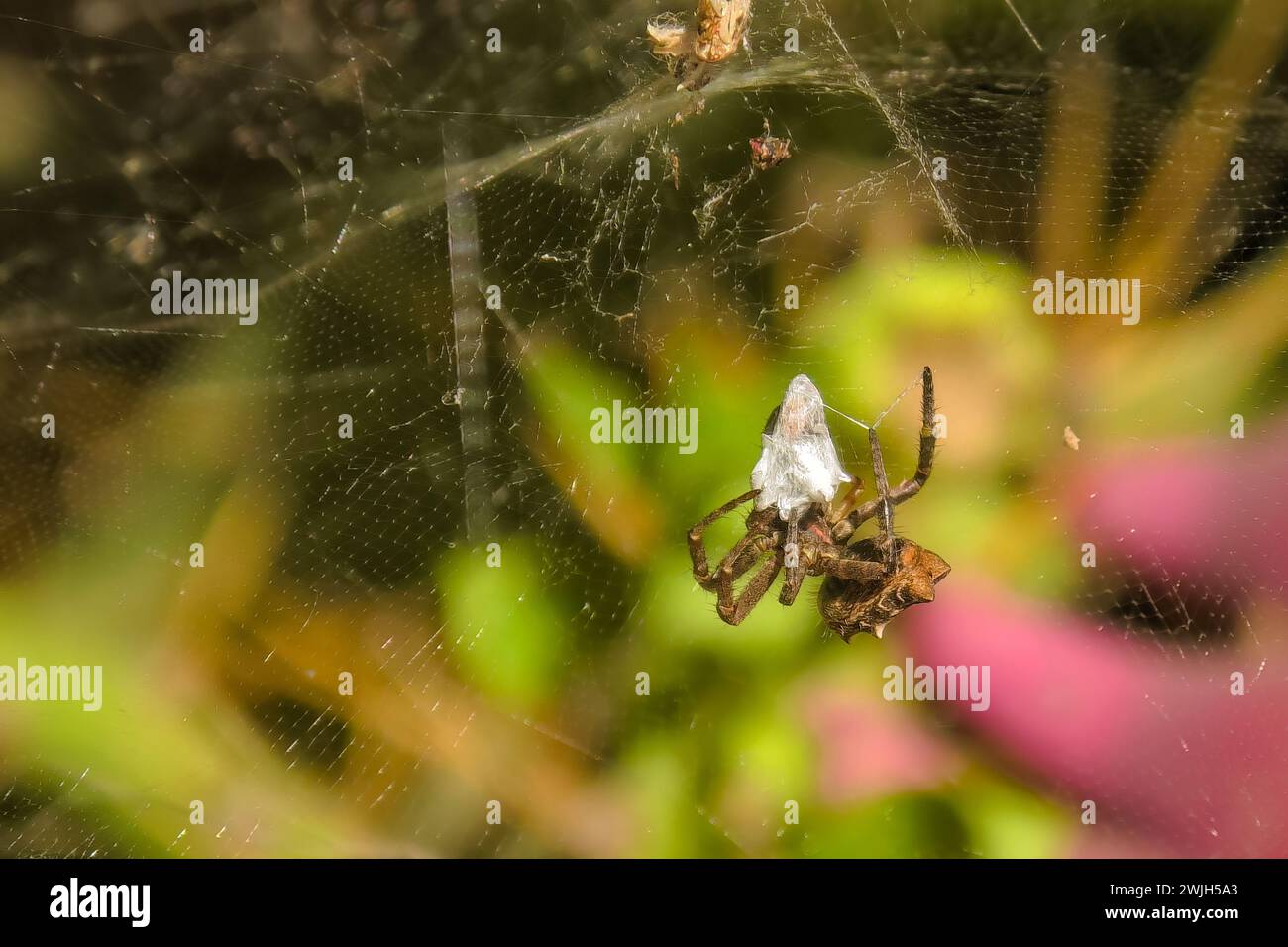 As a predator, the Cyrtophora citricola, also called the tropical tent ...