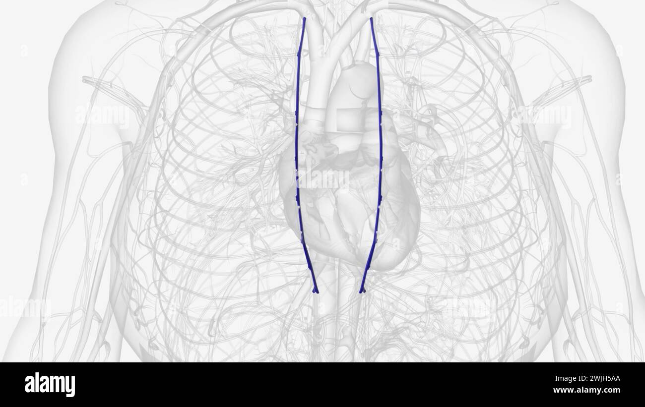 The internal thoracic vein is located deep within your chest 3d ...